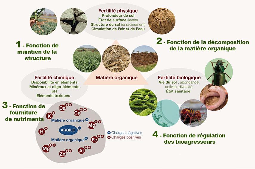La fertilité des sols, de quoi s’agit-il ? - Terres Inovia La fertilité des sols, de quoi s’agit-il ? - Terres Inovia