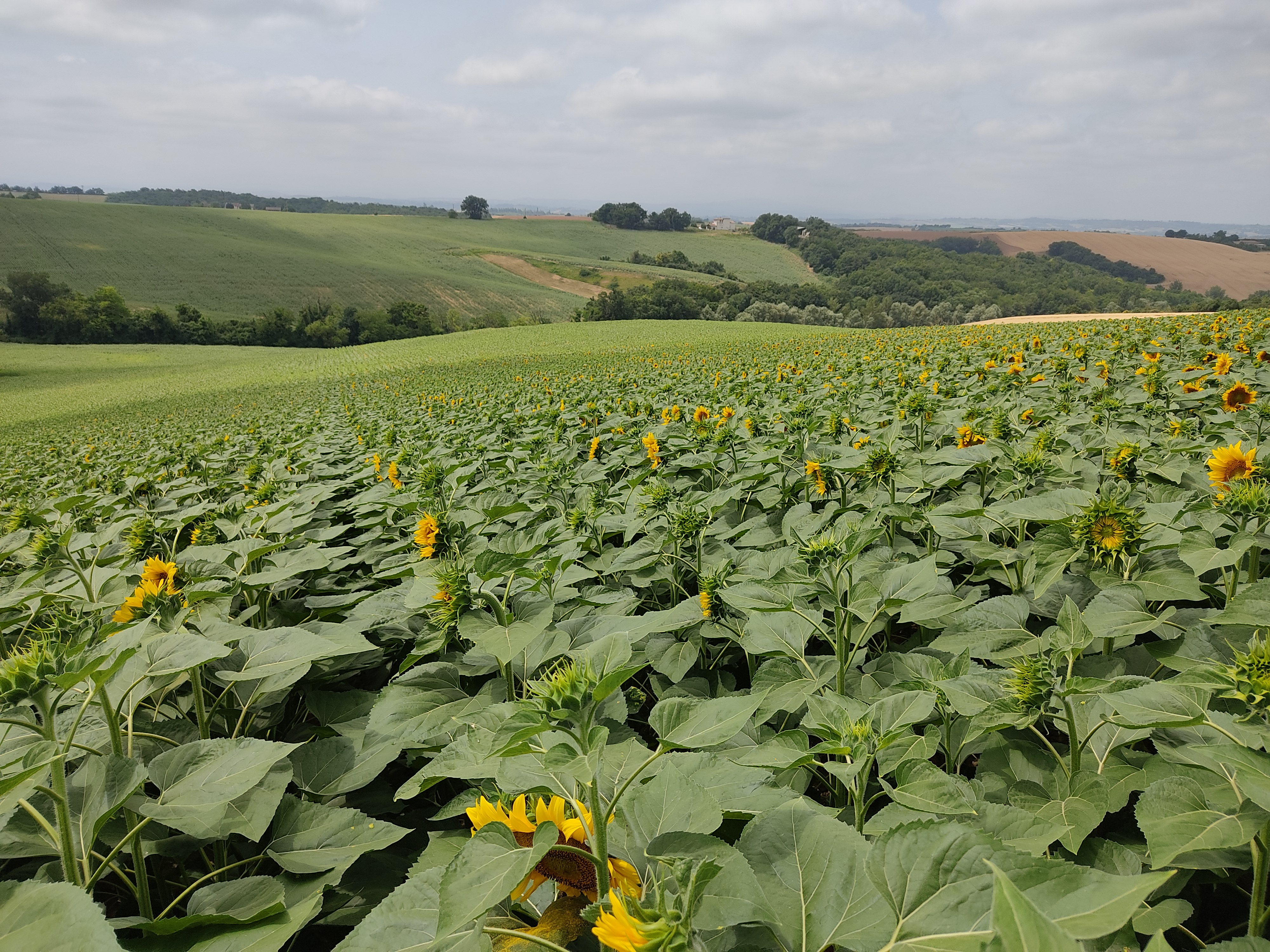 Implantation du tournesol : viser une levée avant le 1er mai | Terres ...