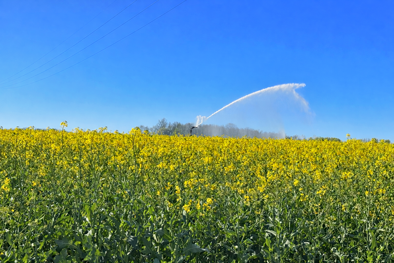 Rapeseed flowering in dry conditions: to irrigate or not? | Terres Inovia