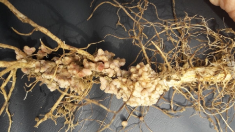 inoculation du pois chiche | Terres Inovia